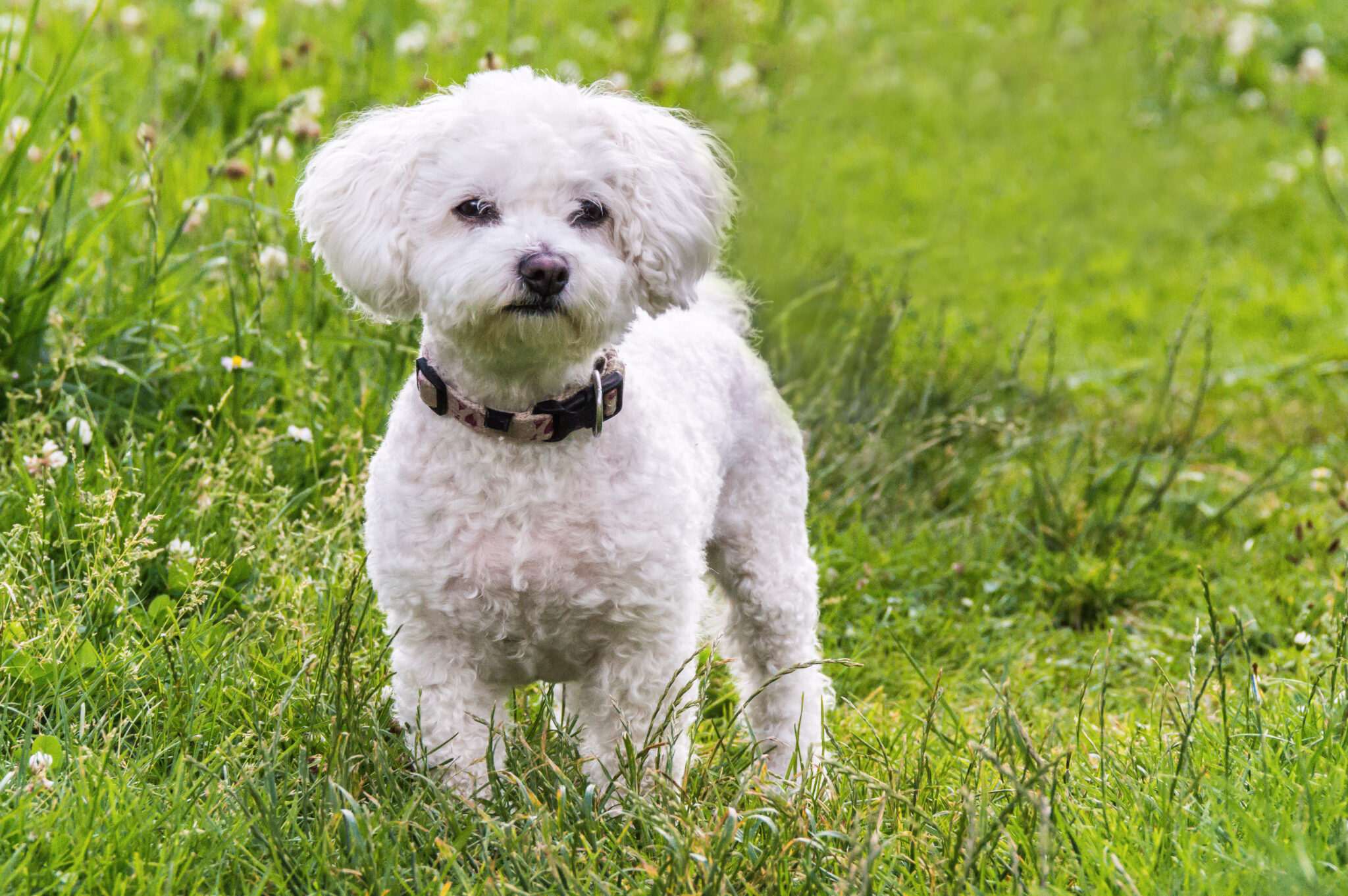 BICHON MALTAIS - Cadcie